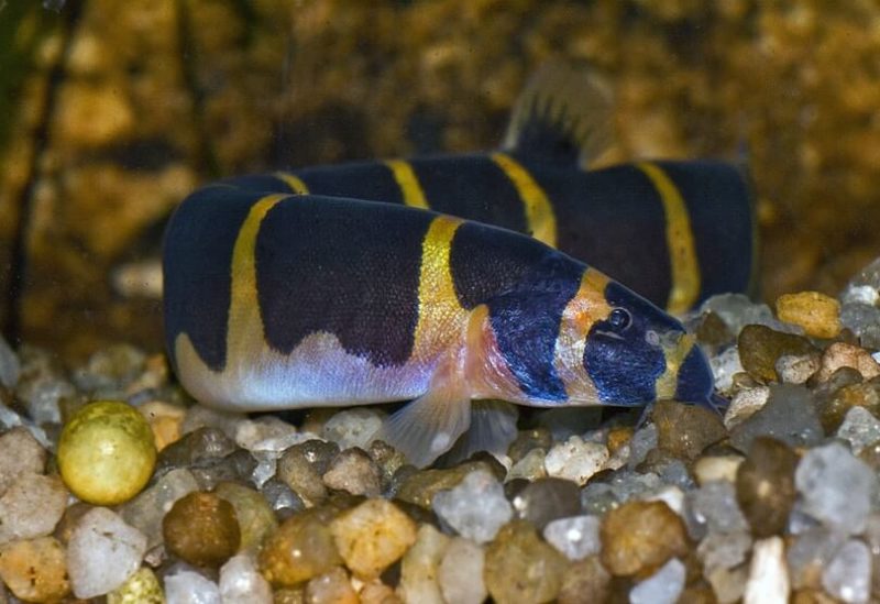 Kuhli Loach Care: The Secretive Eel-Like Fish You’ll Love