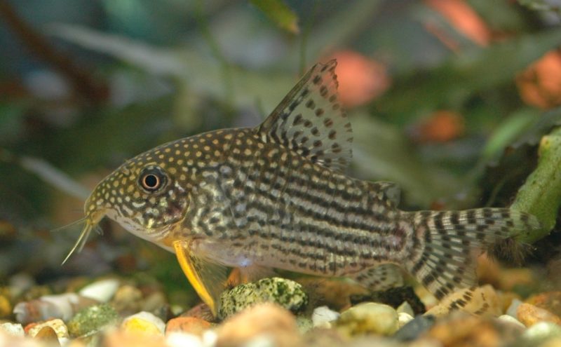 Why Cory Catfish Might Be Your Tank’s Secret Star