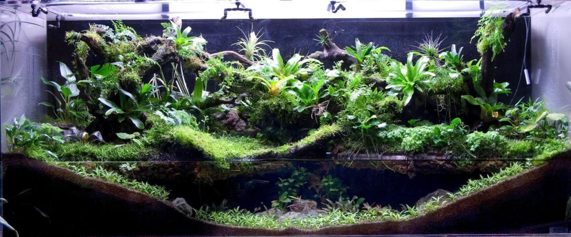 Building a Paludarium Tank: Animals Plants and Waterfalls