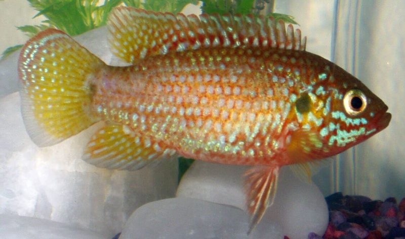 Jewel Cichlid Care: Tank Mates, Setup, Breeding, Etc.