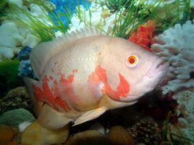 Oscar Fish Care: Tank Mates, Food, Size & More
