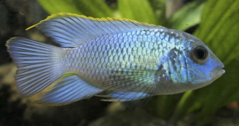 Electric Blue Acara 101: Care, Tank Mates, Breeding...