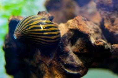 The 13 Best Types Of Aquarium Snails (Freshwater)