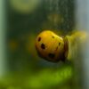 Nerite Snail Care: Types, Breeding, Eggs & Lifespan