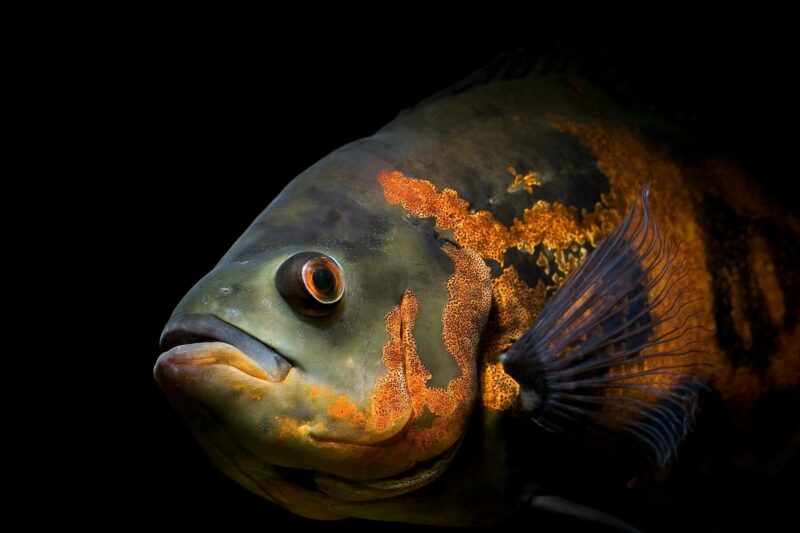 Oscar Fish Care: Tank Mates, Food, Size & More