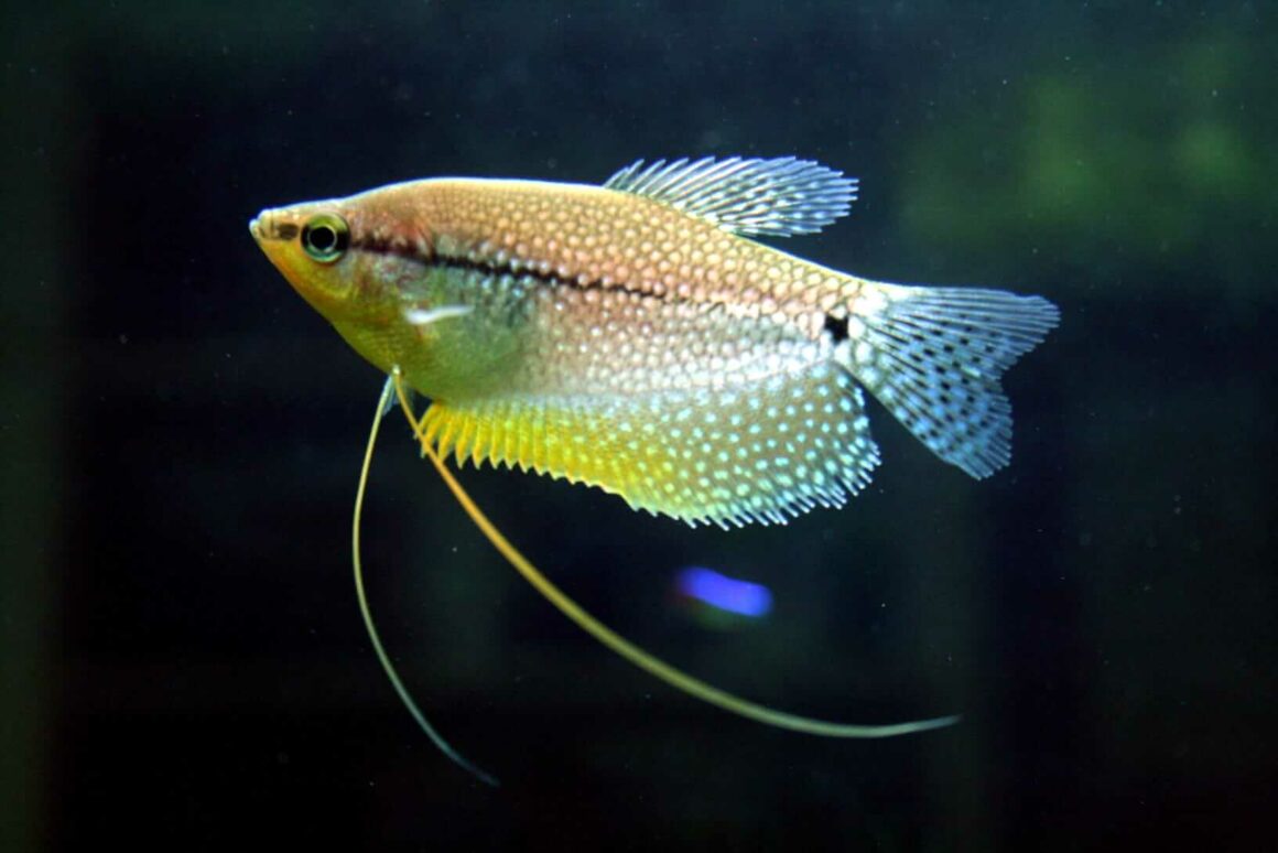 Pearl Gourami Care: The Shimmering Star of Freshwater Tanks