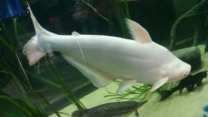 Iridescent Shark 101: Care, Growth Rate, Size, & More
