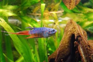 Paradise Fish 101: Care, Tank Size, & Tank Mate