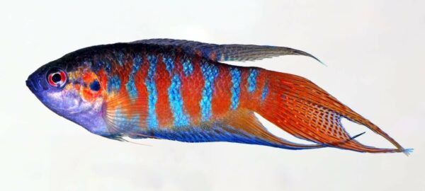 Paradise Fish 101: Care, Tank Size, & Tank Mate