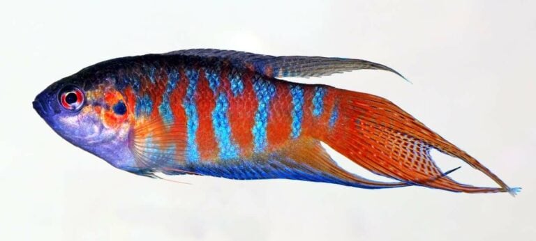 Paradise Fish 101: Care, Tank Size, & Tank Mate