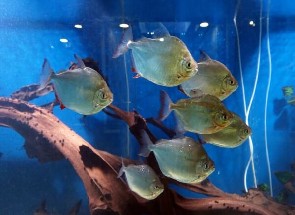 Silver Dollar Fish 101: Care, Tank Mates, Size, & More