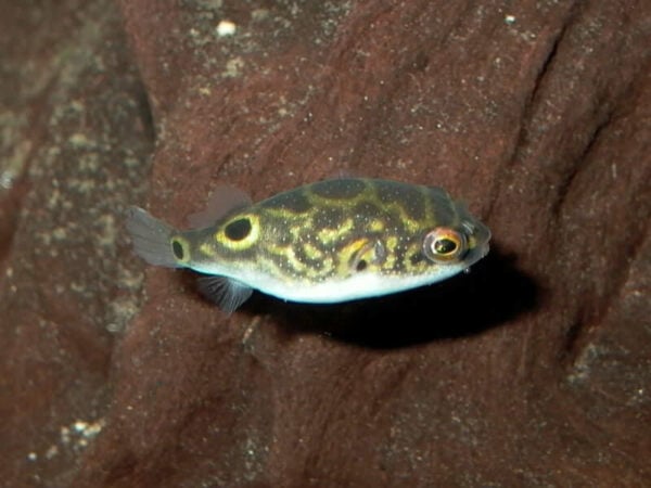 Dwarf Pea Puffer 101: Care, Tank Mates, Size, And Diet