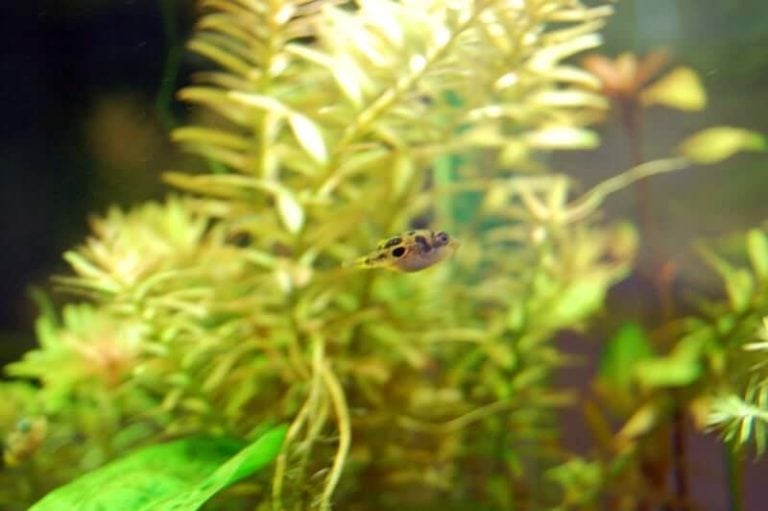 Dwarf Pea Puffer 101: Care, Tank Mates, Size, And Diet