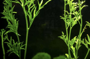 13 Best Floating Aquarium Plants (No Hassle)
