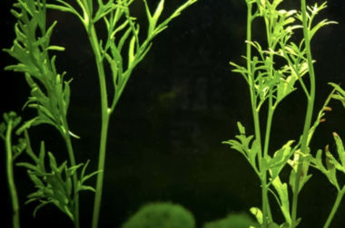 13 Best Floating Aquarium Plants (No Hassle)