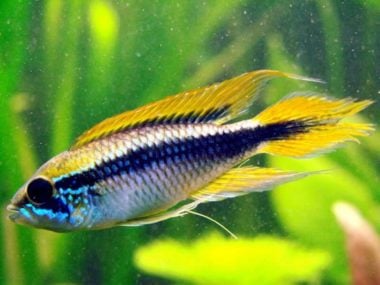 Apistogramma Care 101 (aka Dwarf Cichlid)