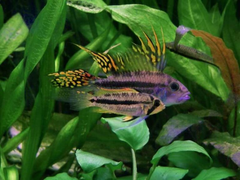 Apistogramma Care 101 (aka Dwarf Cichlid)