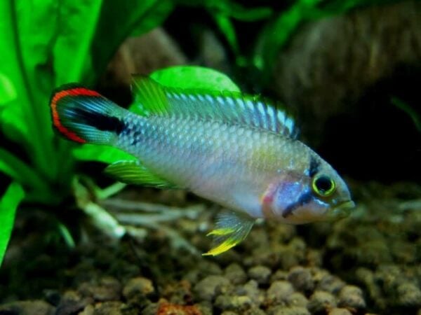 Apistogramma Care 101 (aka Dwarf Cichlid)
