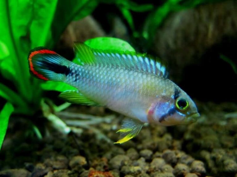 Apistogramma Care 101 (aka Dwarf Cichlid)