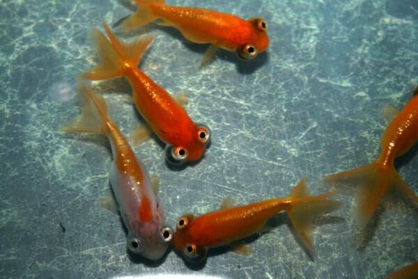 The Most Popular Types Of Goldfish (Updated List)