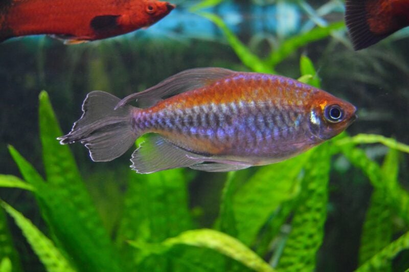 Congo Tetra 101: Care, Tank Mates, Size & More