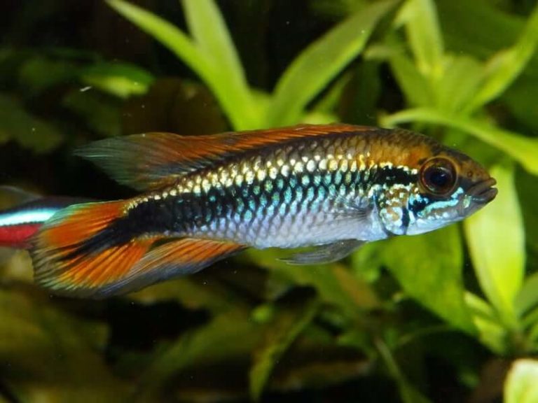 Apistogramma Care 101 (aka Dwarf Cichlid)