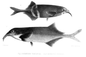 Elephant Nose Fish 101: Care, Tank Mates, Diet & More