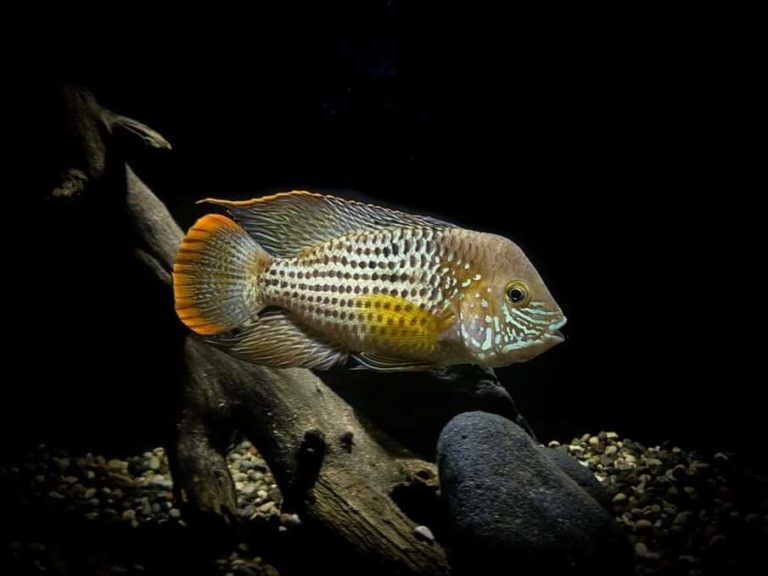 Green Terror Cichlids: Size, Tank Mates & General Care
