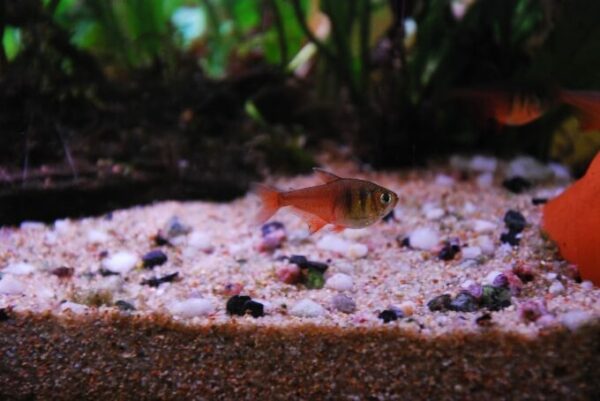 Serpae Tetra 101: Care, Tank Mates, Breeding & More