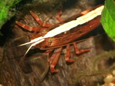 Bamboo Shrimp 101: Care, Size, Lifespan, Breeding, Etc.