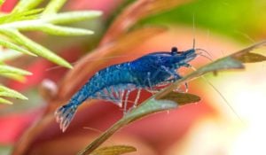 Blue Velvet Shrimp Care: The Complete Guide