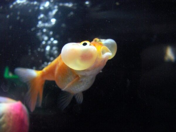 Bubble Eye Goldfish: The Complete Care Guide