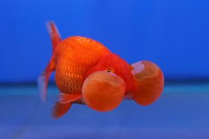 Bubble Eye Goldfish: The Complete Care Guide