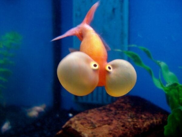 Bubble Eye Goldfish: The Complete Care Guide