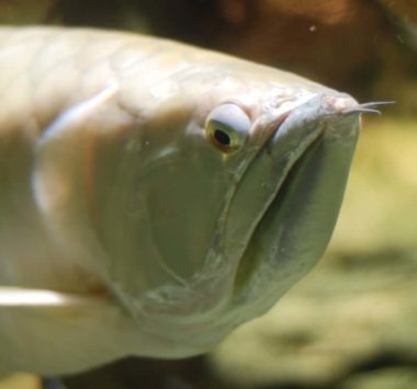 Silver Arowana 101: Care, Size, Tank Mates & More!