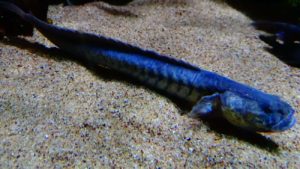 Dragon Fish Goby Care 101 (aka Violet Goby)