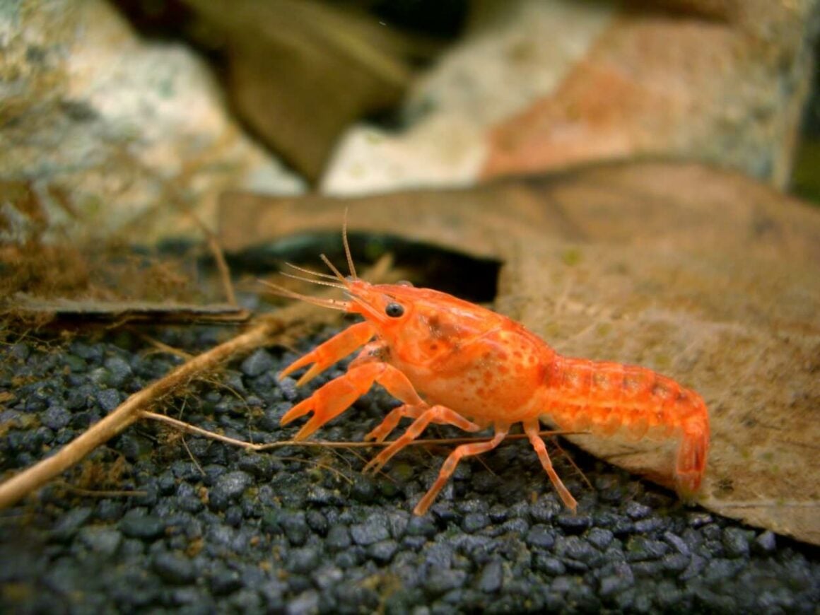 Dwarf Crayfish Care: Tank Mates, Food, Size & More