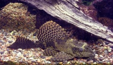 Sailfin Pleco Care: The Gentle Giant of Aquariums