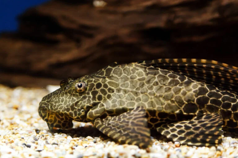 Sailfin Pleco Care: The Gentle Giant of Aquariums
