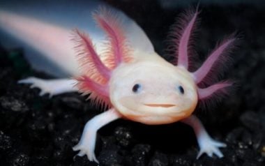 27 Best Cold Water Fish For Your Aquarium (No Heater)