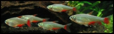 27 Best Cold Water Fish For Your Aquarium (No Heater)