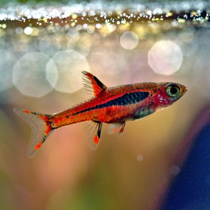 21 Pequenos Peixes De gua Doce Para Nano Tanques E Aqu rios Good Mood 21 Pequenos Peixes De gua Doce Para Nano Tanques E Aqu rios Good Mood