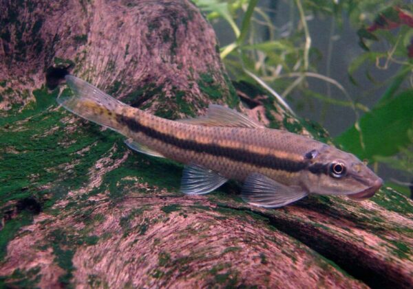 The 15 Best Types Of Freshwater Aquarium Catfish