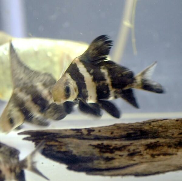 11 Freshwater Sharks For Fish Tanks Of All Sizes