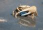 9 Stunning Freshwater Crabs You Need For Your Aquarium