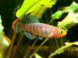 21 Small Freshwater Fish For Nano Tanks & Aquariums