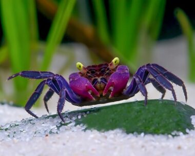 Vampire Crab 101: Care, Habitat Setup, Tank Mates & More