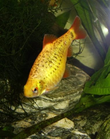 27 Best Cold Water Fish For Your Aquarium (No Heater)