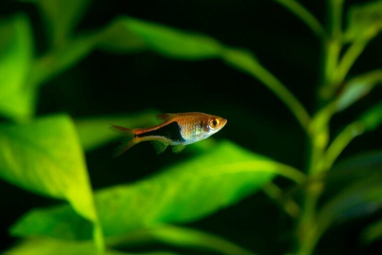 21 Small Freshwater Fish For Nano Tanks & Aquariums