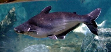 11 Freshwater Sharks For Fish Tanks Of All Sizes